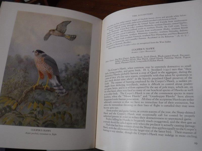 The Hawks of North America: Their Field Identification and Feeding Habits