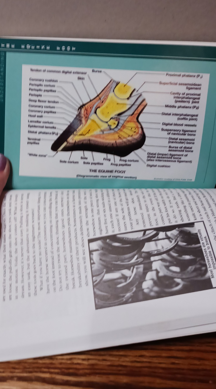 Understanding the Equine Foot: Your Guide to Horse Health Care and ...