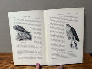 Citizen Bird - Scenes from Bird-Life in Plain English for Beginners